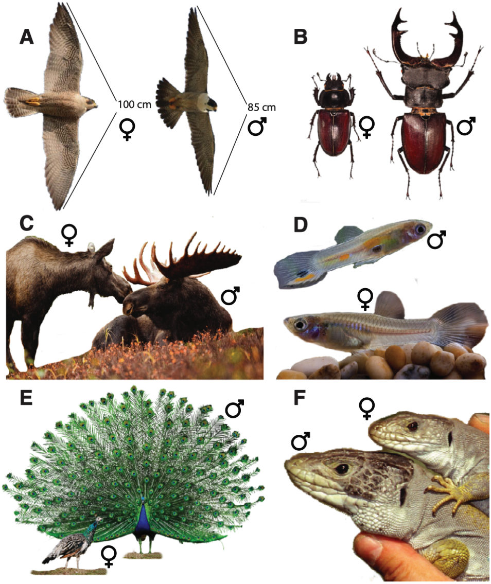 性别是如何演化出来的？ - 知乎