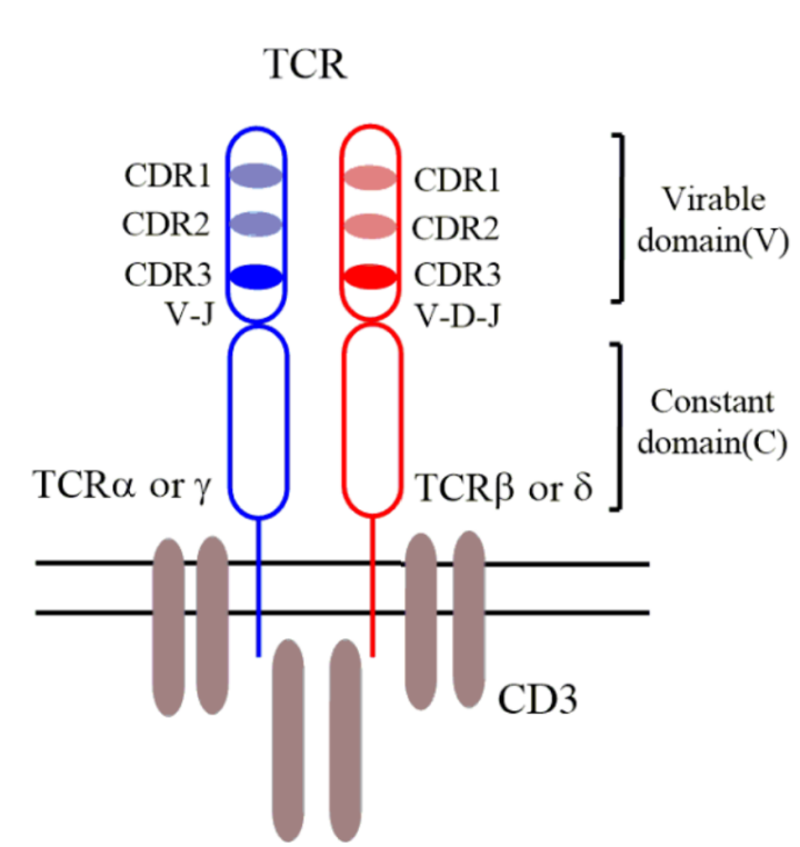 小沐同学（AI）|免疫组库100问(2)-原理篇 - 知乎