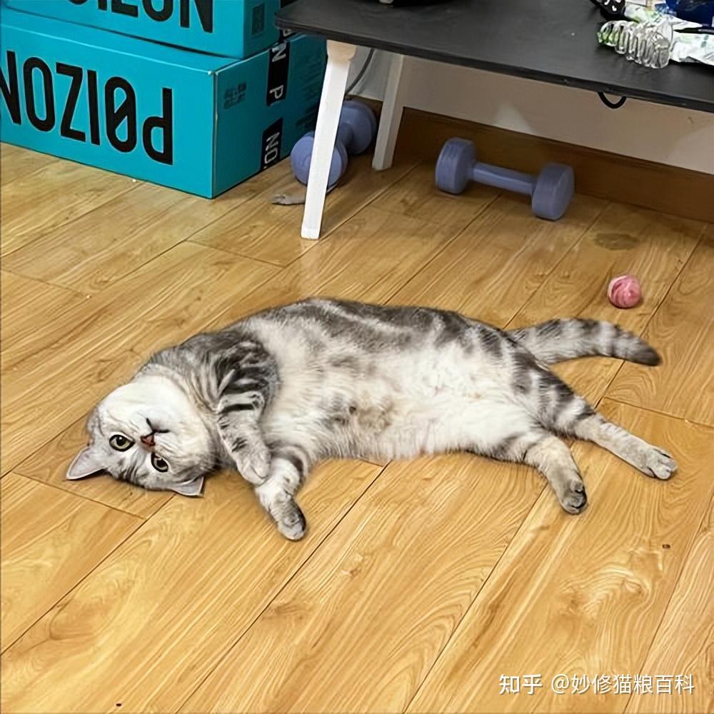 猫咪 翻肚皮”的含义，养猫多年的你，未必全都知道 知乎