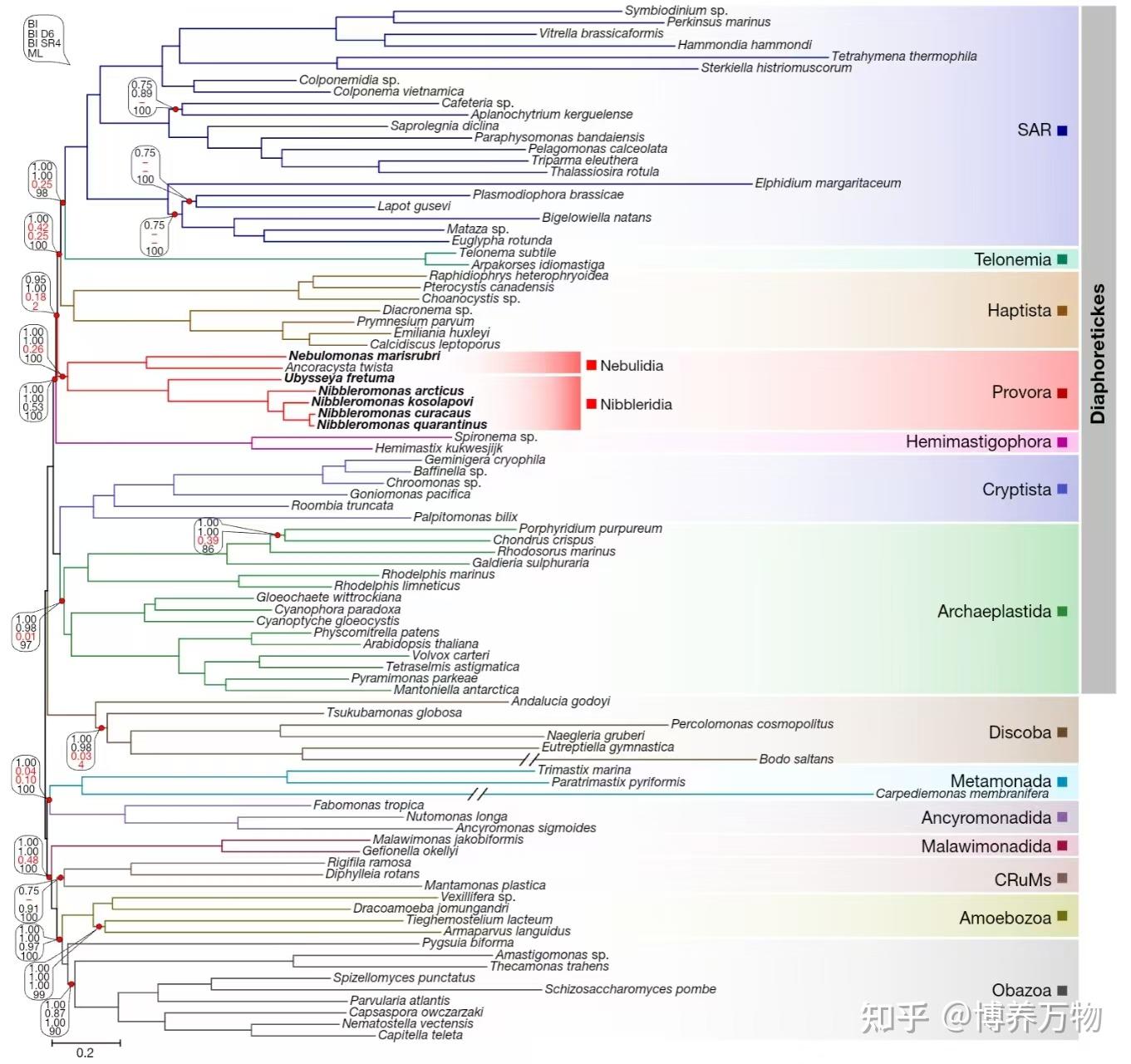 网鞭虫门Telonemⅰa ：形态特征最原始的色藻，却身世成谜 - 知乎