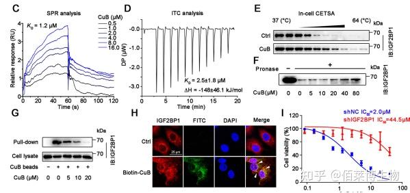 SPR与ITC分子互作技术助力揭示葫芦素B抗肿瘤作用靶点 - 知乎
