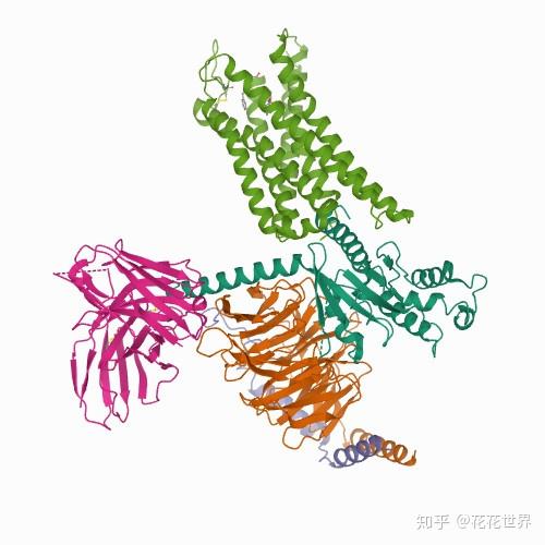 Single-Chain Fragment Variable (ScFv) - 知乎