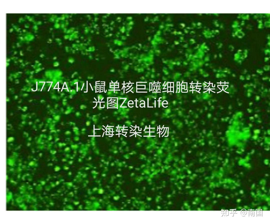 转染J774A.1细胞/小鼠单核巨噬细胞结果--上海转染生物科技有限公司 - 知乎