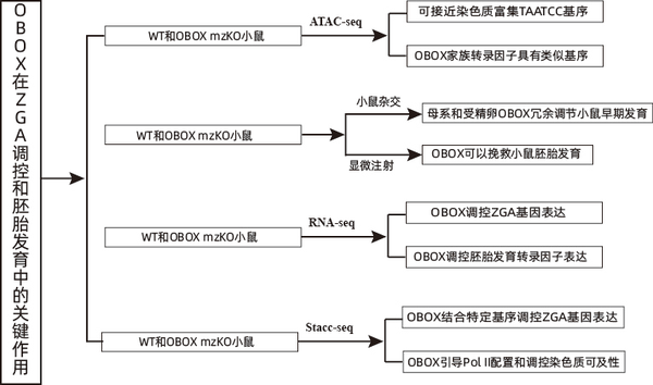 Nature | 生命如何唤醒沉默基因？清华大学揭示OBOX家族在小鼠受精后基因组激活和早期胚胎发育中的关键作用 - 知乎