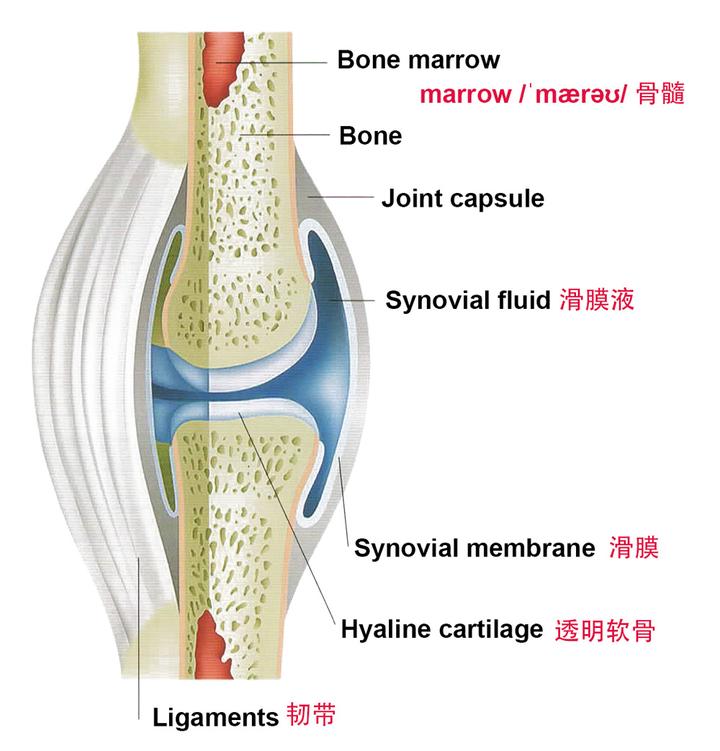 The body's joints 05 – inside a synovial joint - 知乎