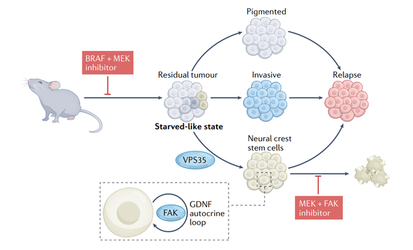 Nat Rev | 患者来源异种移植物（PDX）模型与精准肿瘤学 - 知乎