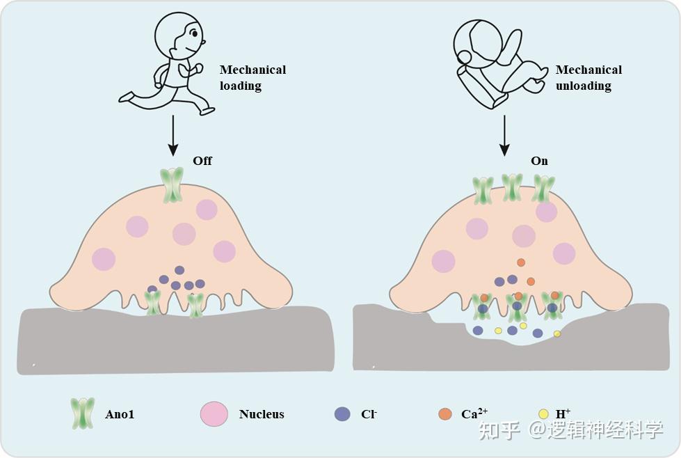 Commun Biol︱中国航天员科研训练中心李英贤团队和北理戴荣继团队揭示钙调氯离子通道介导破骨细胞响应机械刺激的调控机制 - 知乎