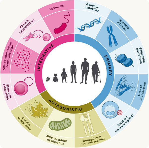 表观遗传变异: Hallmark of Aging - 知乎