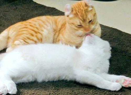 猫咪发情吃什么药好 知乎
