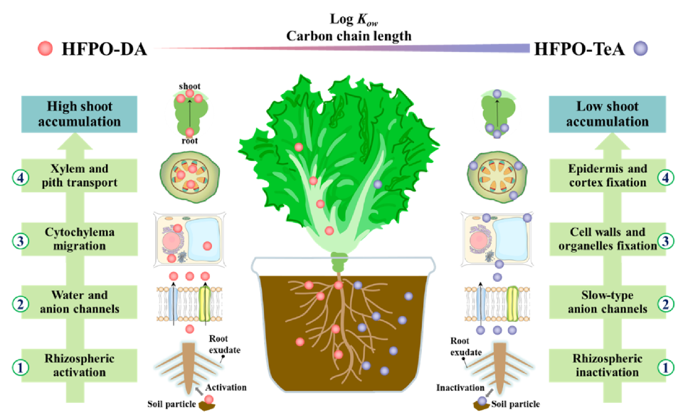 揭开不可见的奥秘：DESI质谱成像技术揭示食用植物与HFPO如何互动 - 知乎
