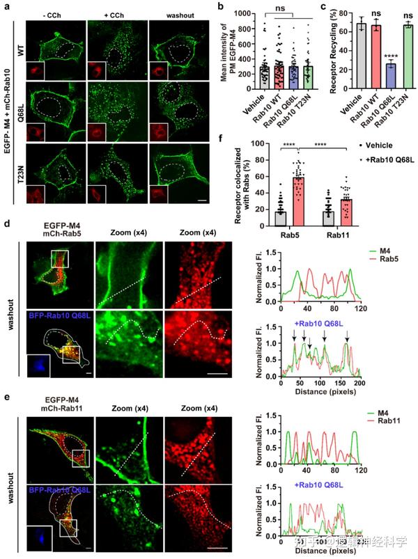 CMLS︱华中科技大学张蓉颖实验室揭示Rab10作为分子制动器调控M4 mAChR转运和信号的分子机制 - 知乎