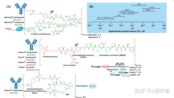 深度盘点FDA批准用于癌症治疗的抗体偶联药物（ADC） - 知乎