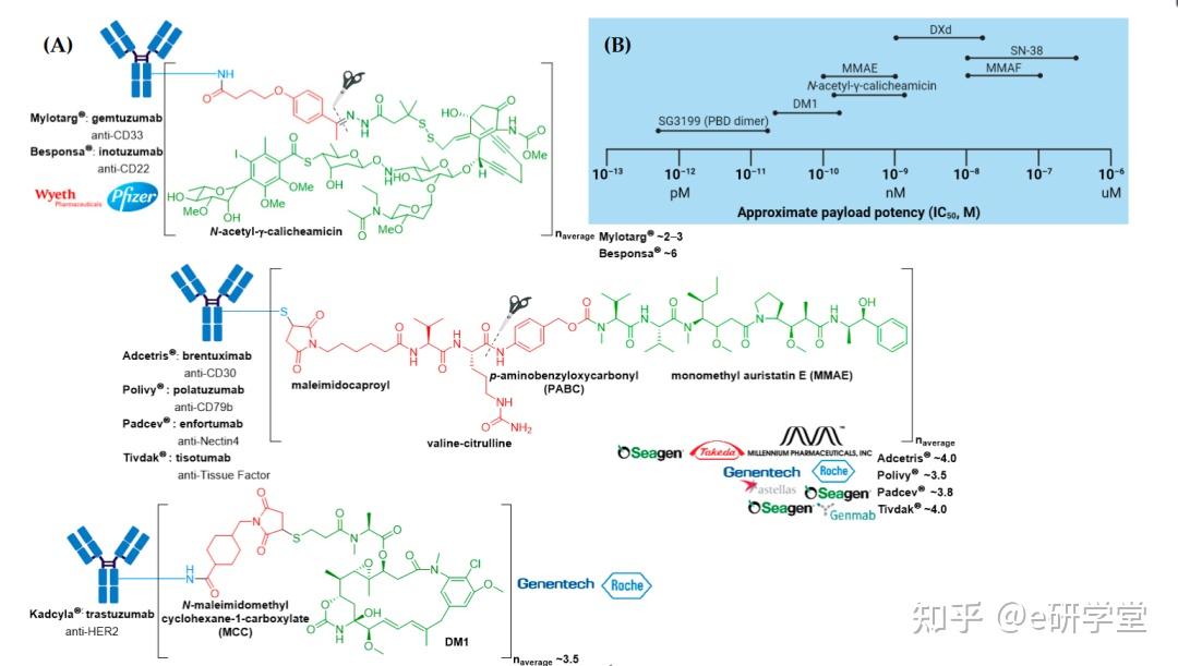 深度盘点FDA批准用于癌症治疗的抗体偶联药物（ADC） - 知乎