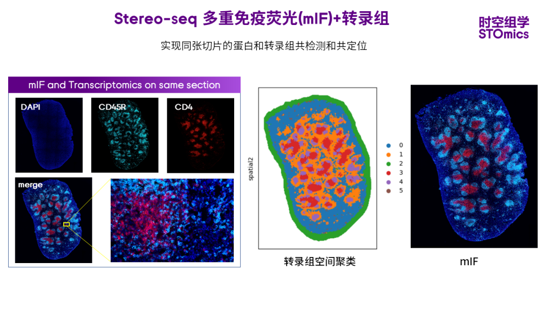 重磅 | 人人可及，时空组学技术Stereo-seq再次升级 - 知乎