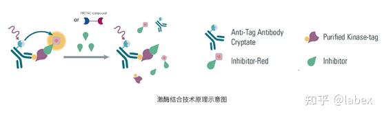 浅谈均相时间分辨荧光-HTRF技术 - 知乎