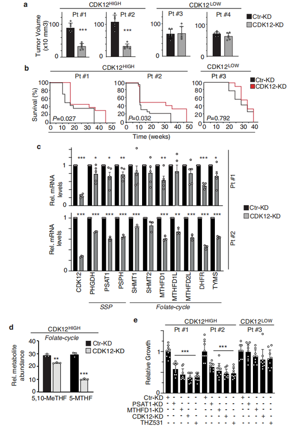 Nat Commun | 转录组+代谢组解析经典靶点CDK12致癌机制 - 知乎