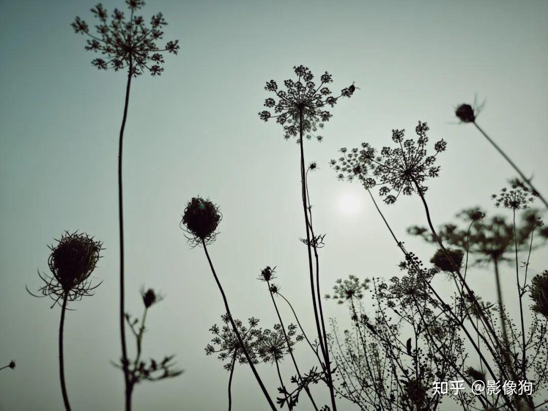 小米13Ultra手机影像测评：作为一台相机，ta表现如何？ - 知乎