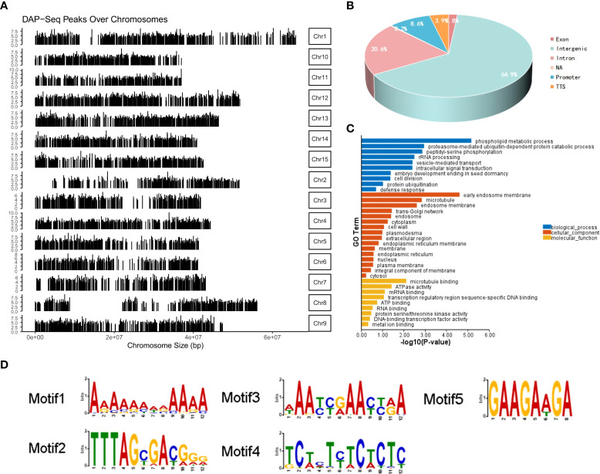 项目文章 | ChIP-seq、DAP-seq和全转录组联合分析探究油柿MeGI转录因子的调控机制 - 知乎