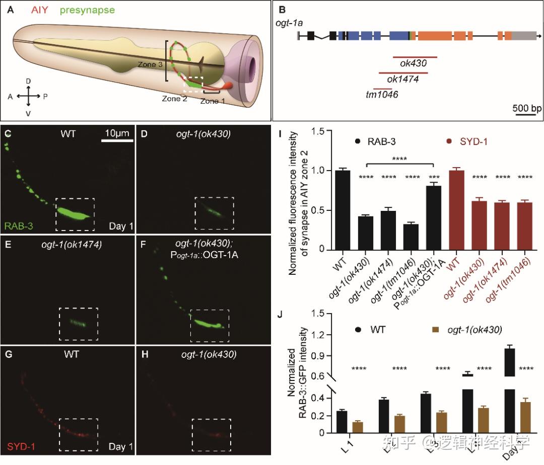 J Cell Biochem︱复旦大学邵志勇团队发现糖基转移酶OGT-1协同胰岛素信号通路调控突触形成 - 知乎