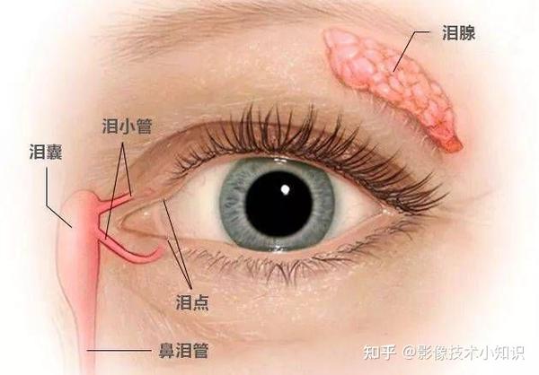 眼的CT解剖 - 知乎