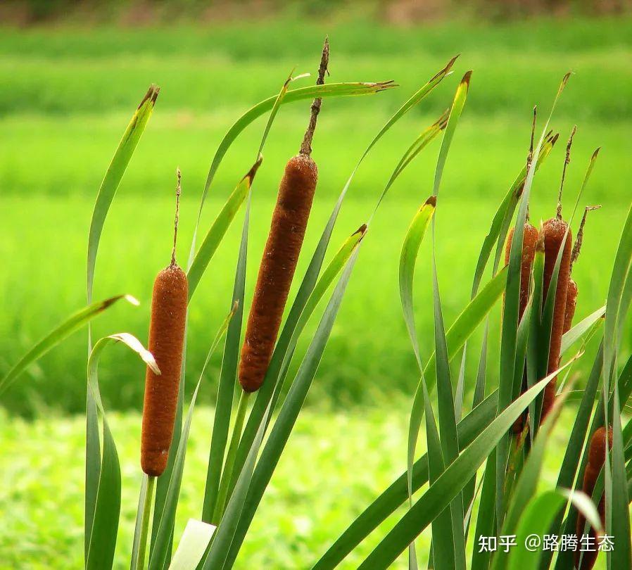 可以净化水质的水生植物有哪些？ - 知乎