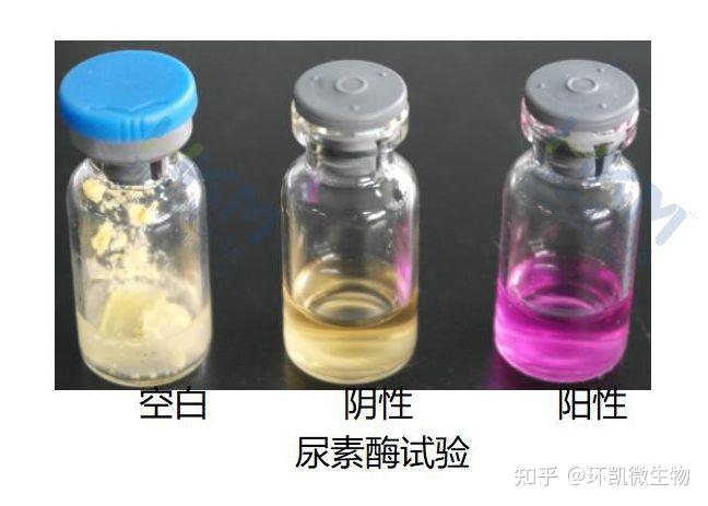 GB4789-6-2016 致泻大肠埃希氏菌检验及注意事项 - 知乎