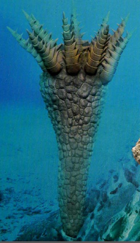 寒武纪都有哪些生物？ - 知乎