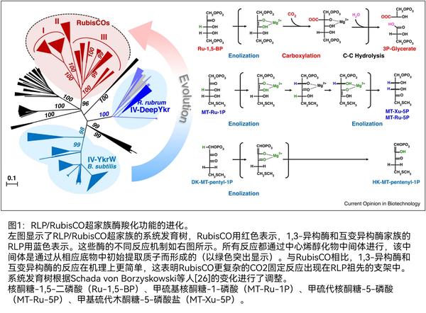 聊聊RuBisCO - 知乎