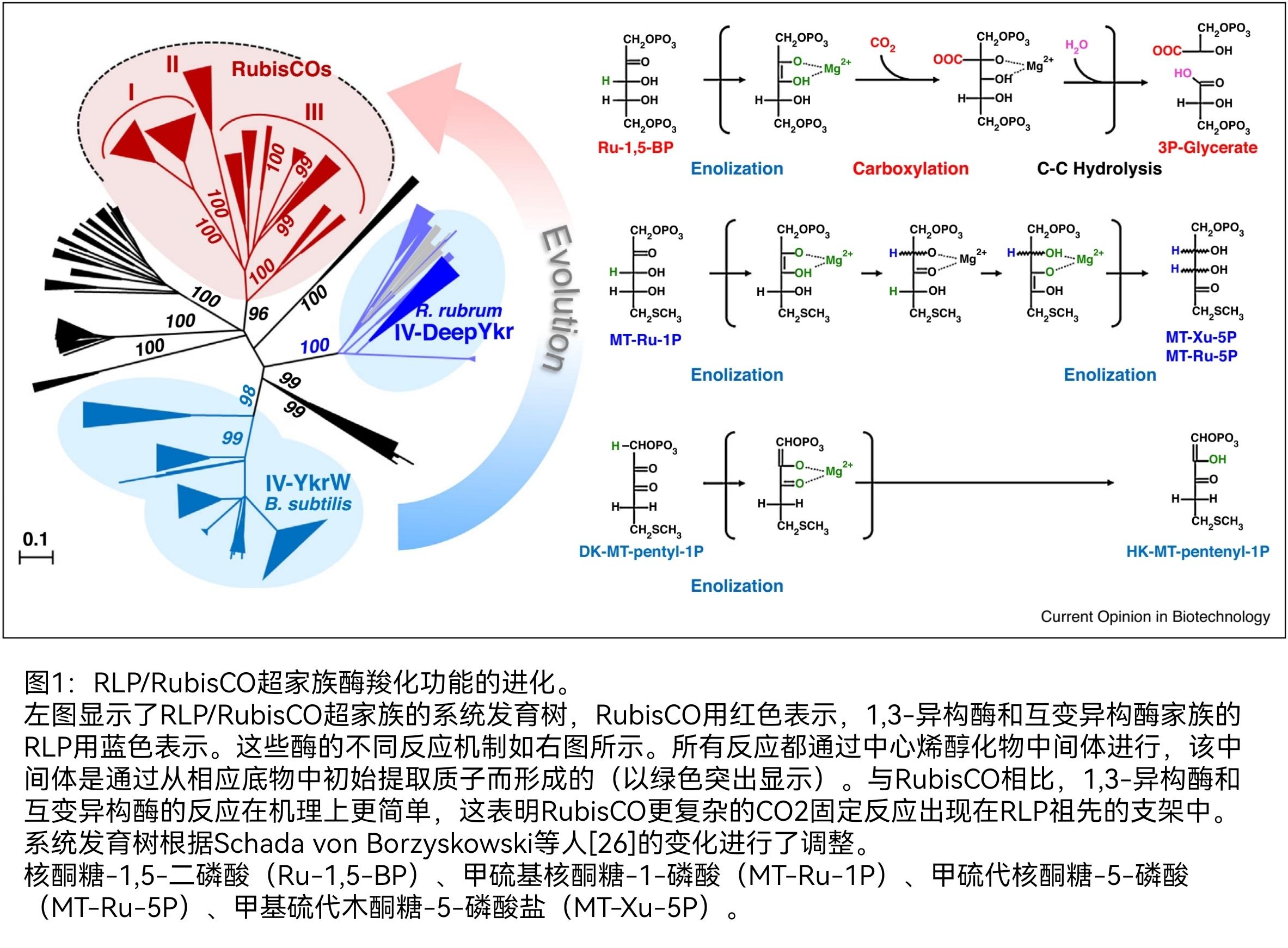 聊聊RuBisCO - 知乎