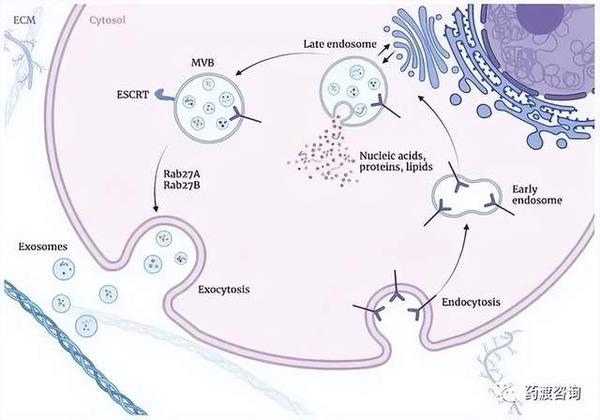 外泌体：极具潜力的再生医学技术及药物递送工具（上） - 知乎