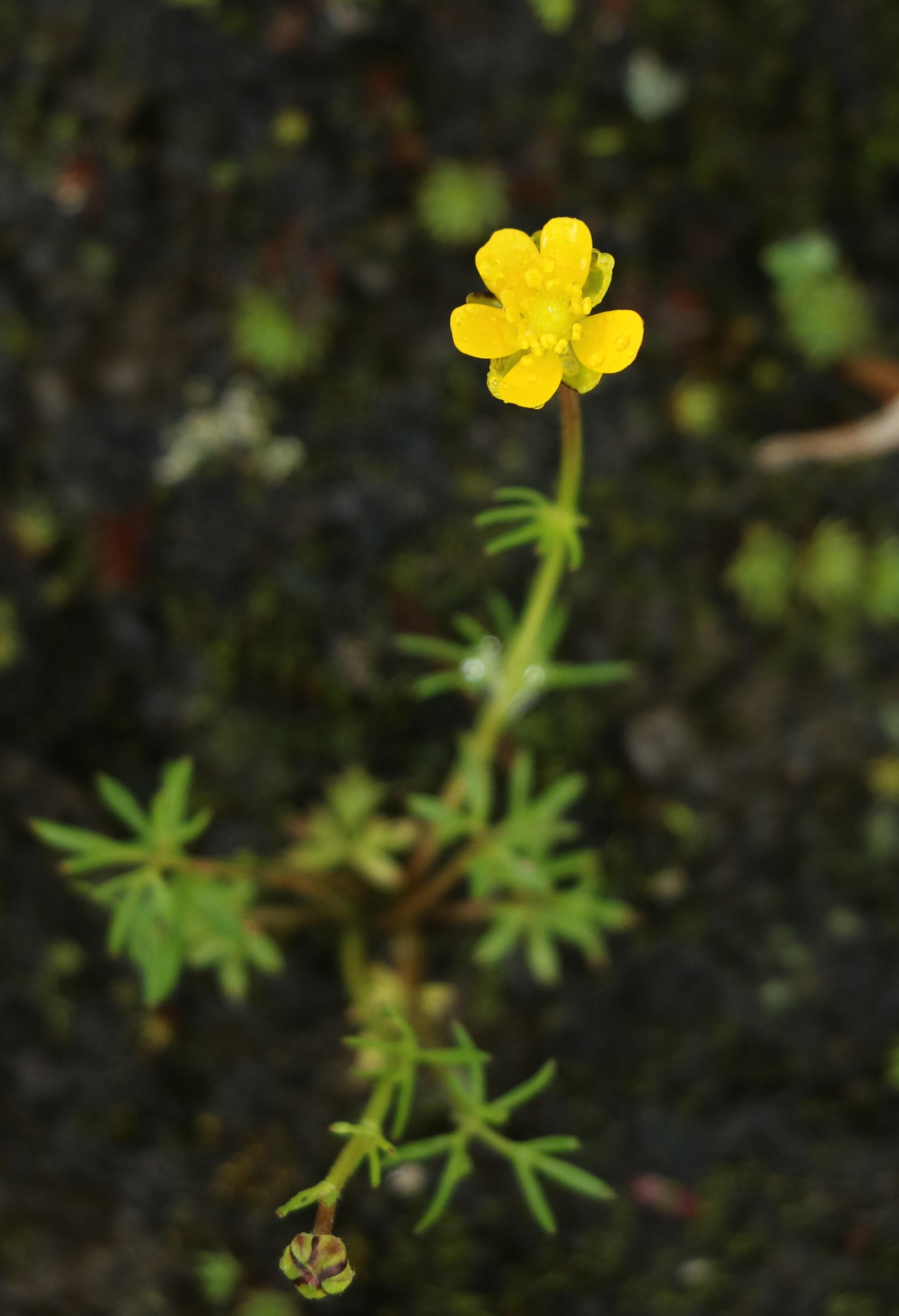 自然：足迹//横断山区植物小记十一：毛茛科（上） - 知乎