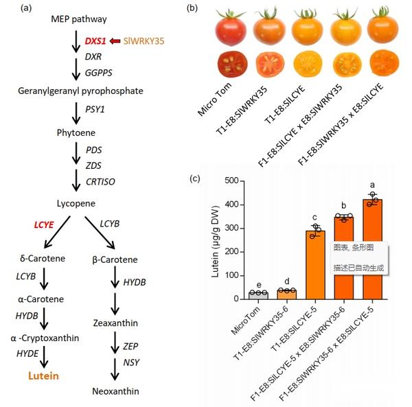 【New Phytol】SlWRKY35通过激活番茄果实中的MEP途径，从而促进类胡萝卜素的生物合成 - 知乎