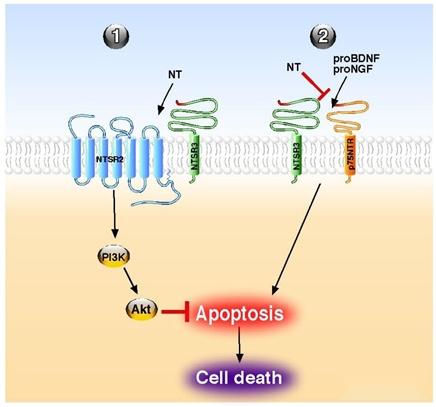 新靶点：一文读懂SORT1/Sortilin全球在研及临床进展汇总 - 知乎