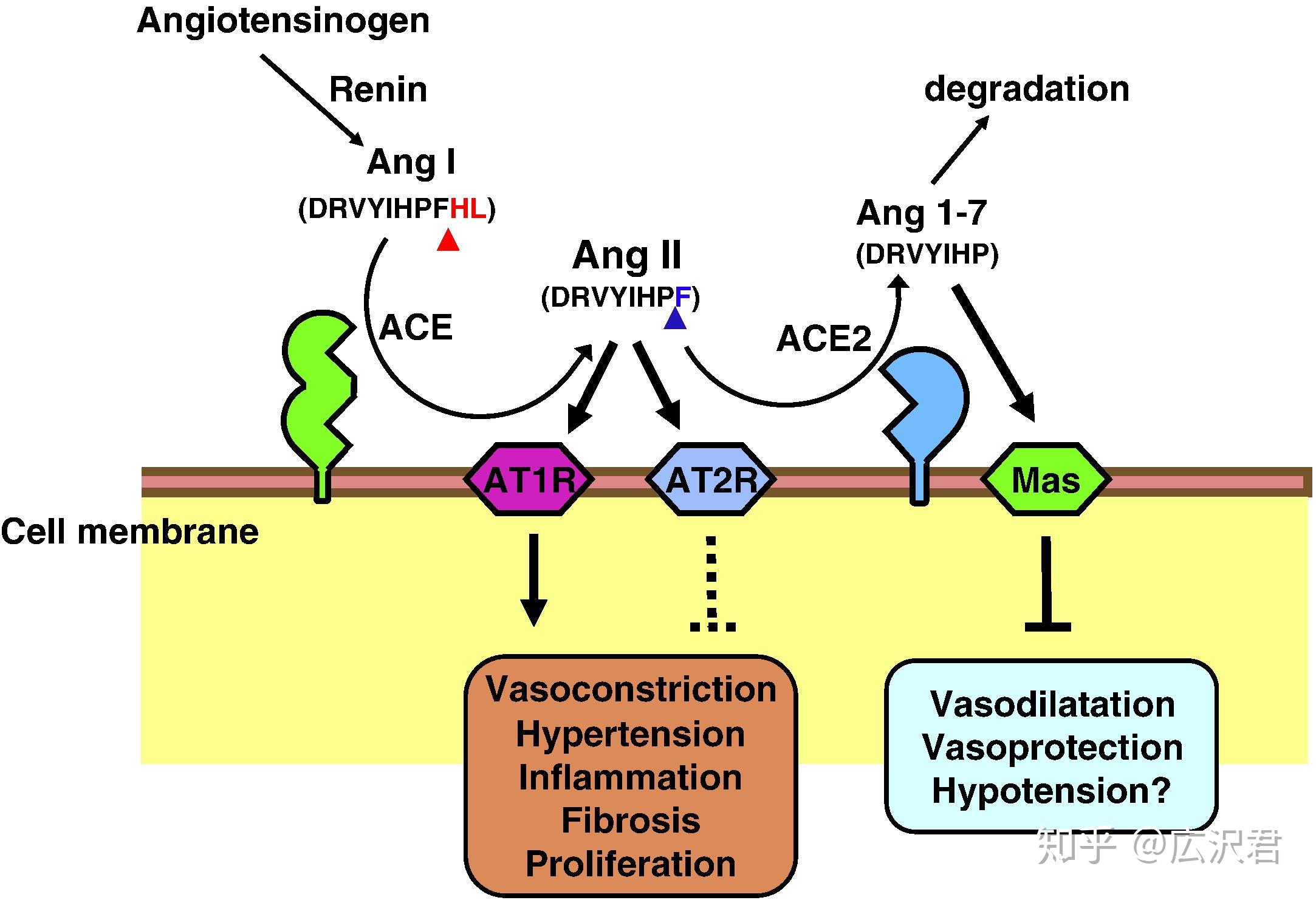 【病毒学综述】SARS-CoV-2(2019-nCoV)病毒（新冠病毒）进入细胞的方式——通过ACE2 - 知乎