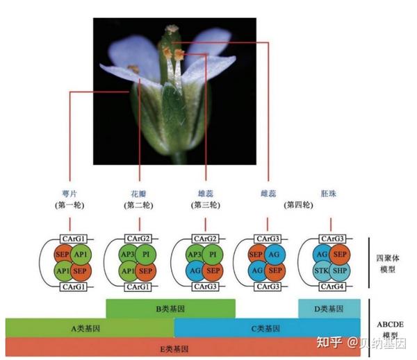 多组学助力深入探究植物花发育机制 - 知乎