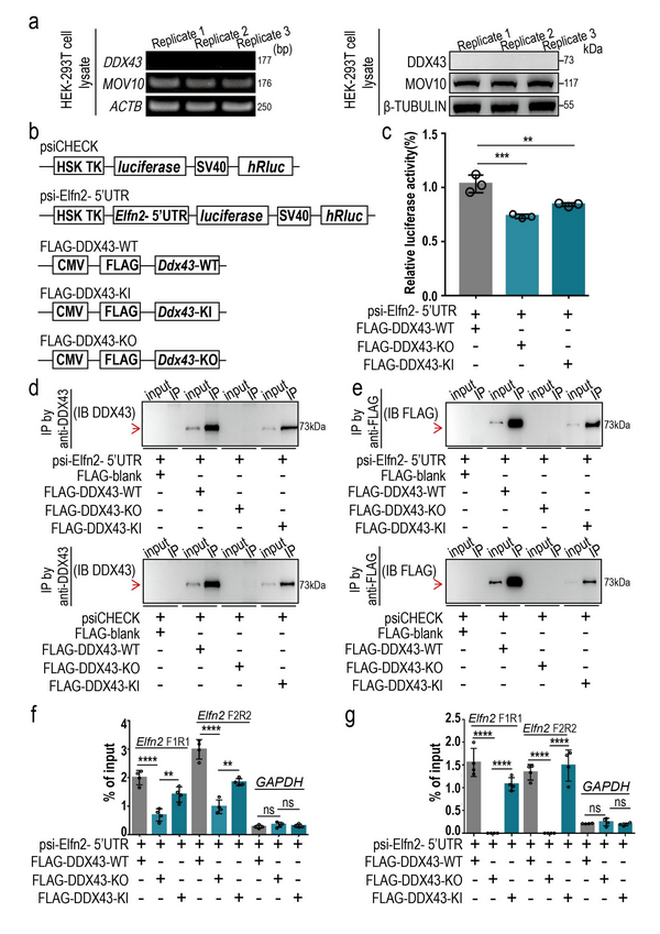 文献解读 | 单细胞测序+CLIP-seq技术强强联合，研究RNA结合蛋白的分子机制 - 知乎