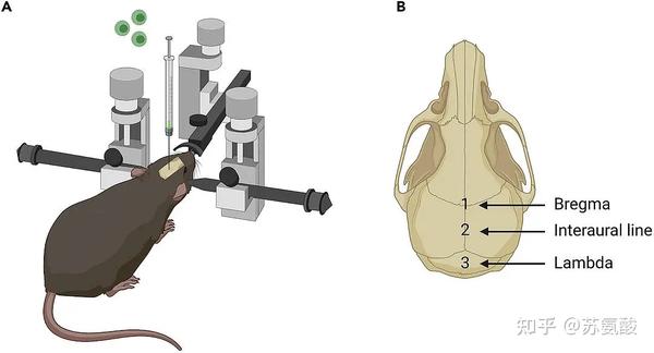 神经科学实验室日常1：做完手术的老鼠又开线了 - 知乎