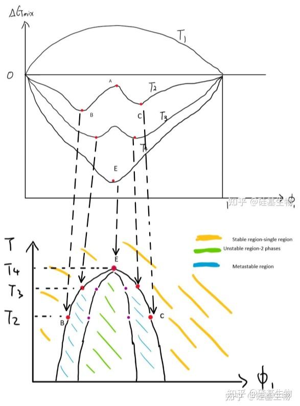UCST, LCST and polymer solution mixing（聚合物溶液的混合，自由能-组分曲线与温度-组分图） - 知乎