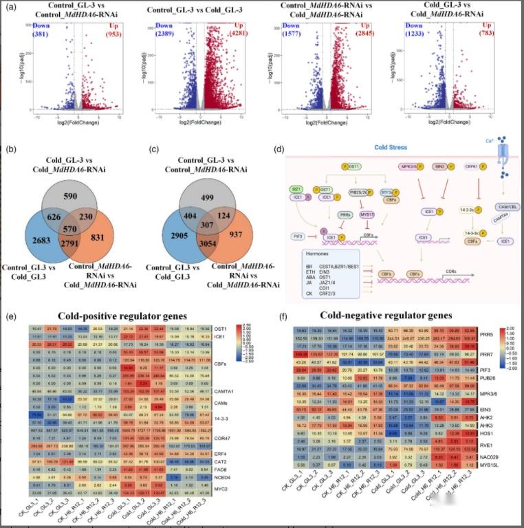 【Plant Biotech J】转录因子MdTCP15可提高苹果的耐寒性，而MdHDA6与MdTCP15产生拮抗作用 - 知乎