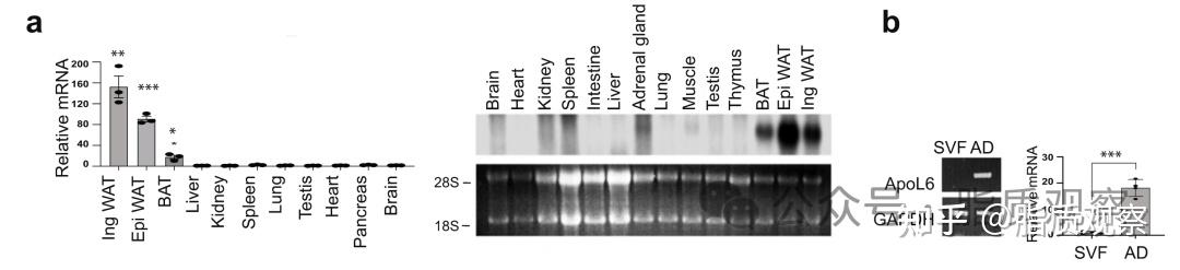 Nature Comunications｜脂滴相关蛋白ApoL6 通过与 Perilipin1互作抑制脂肪分解 - 知乎