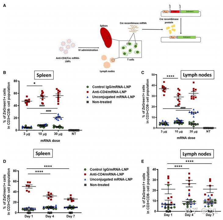 【文献翻译】使用工程化CD4+细胞归巢mRNA-LNPs的高效CD4+ T细胞靶向和基因重组 - 知乎