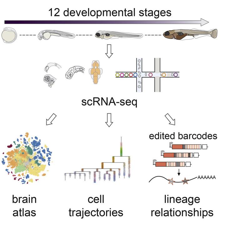 Emergence of Neuronal Diversity during Vertebrate Brain Development - 知乎