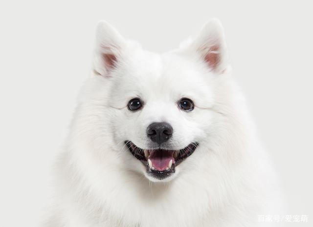 萨摩耶犬五官颜值、黄金比例 - 知乎