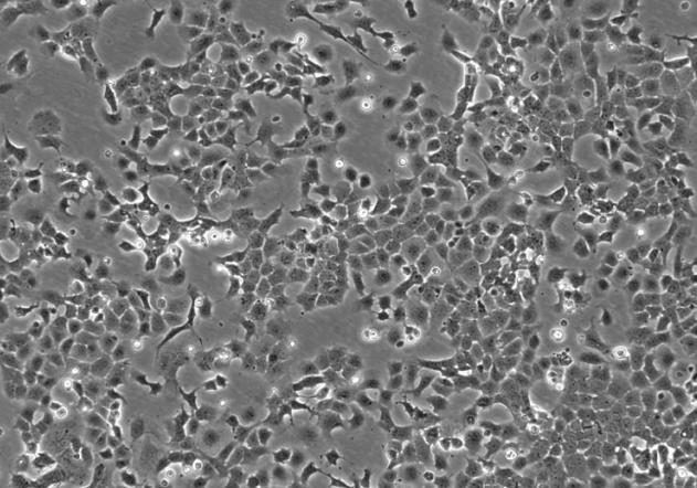MLE-12细胞是什么细胞？ - 知乎