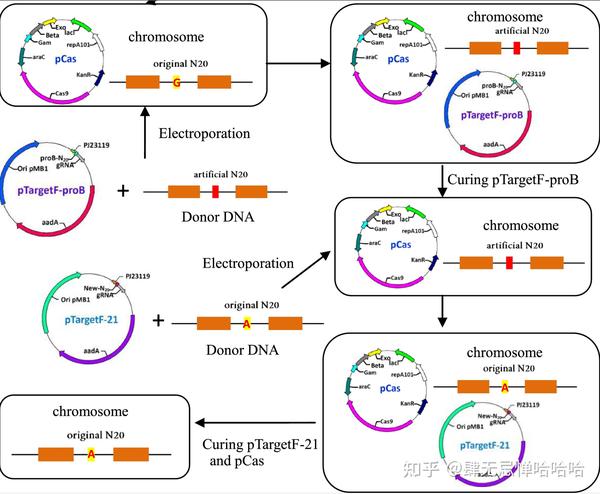 CRISPR / Cas 系统 - 知乎