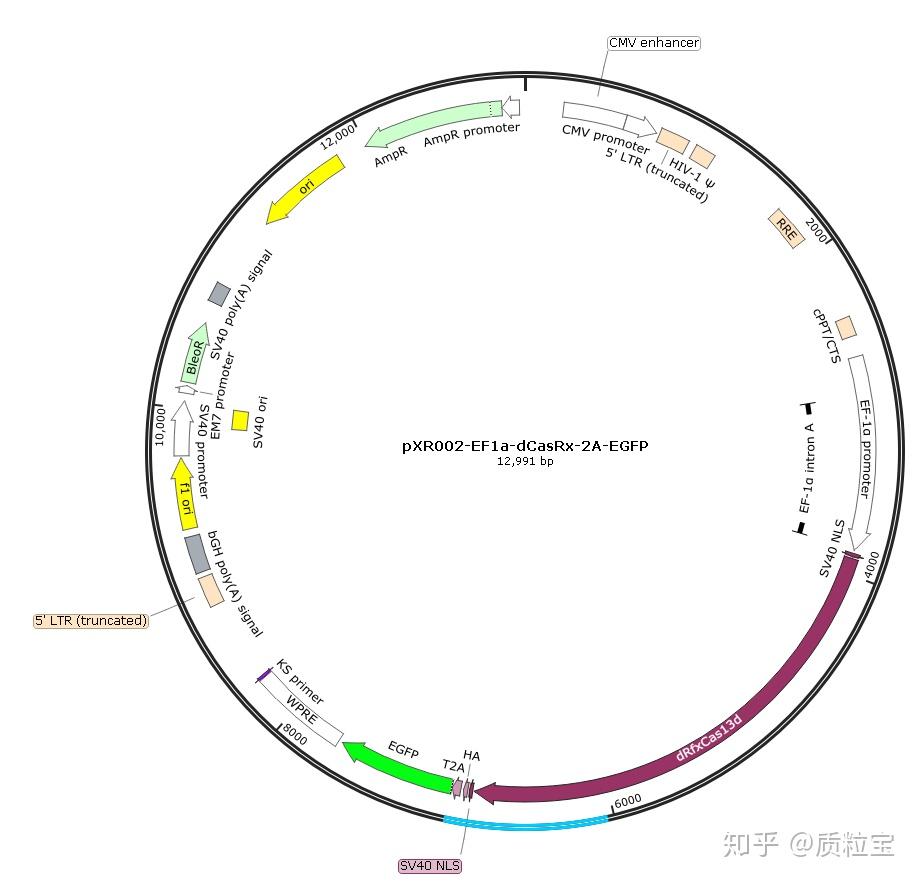 靶向RNA的CRISPR/CasRx - 知乎
