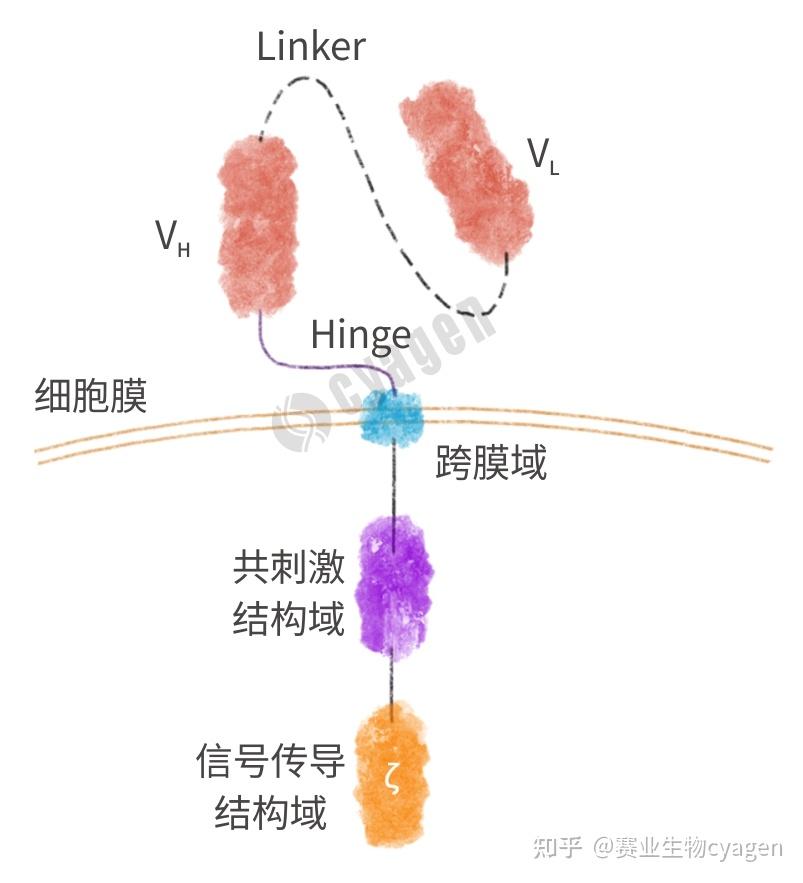 一文带你读懂CAR分子结构 - 知乎