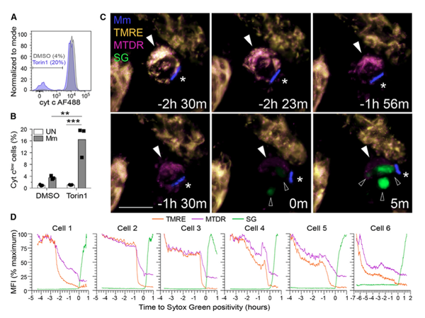 Cell丨mTOR在宿主巨噬细胞对抗结核中的关键作用 - 知乎