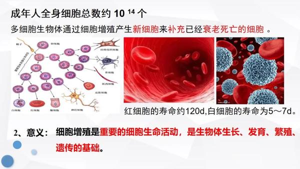 【课件分享】人教版新教材：6.1.1细胞增殖、细胞周期和有丝分裂 - 知乎