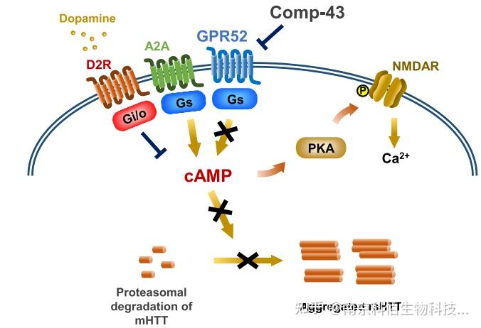 药靶细胞模型---GPR52——神经治疗潜在靶点 - 知乎